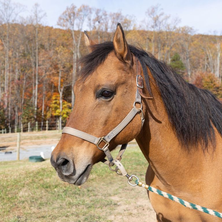 Equestrian Center | Campus Recreation | Liberty University