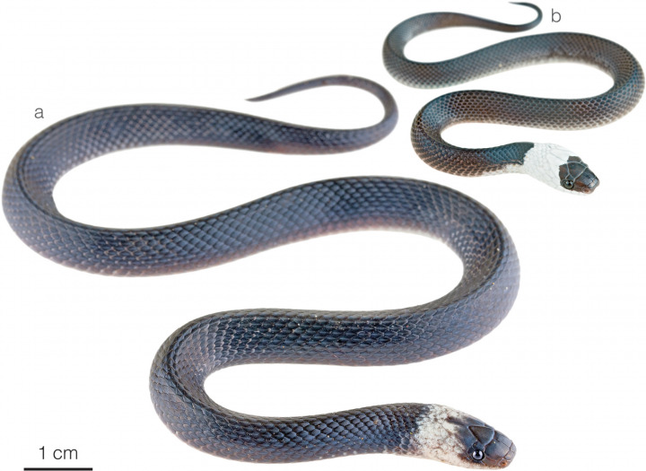 Liberty biology professor plays part in discoveries of new snake ...